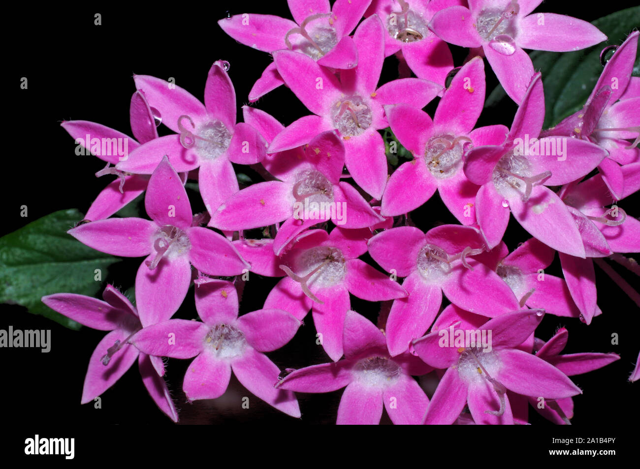 Pink egyptian starcluster (pentas lanceolata) close-up Stock Photo - Alamy