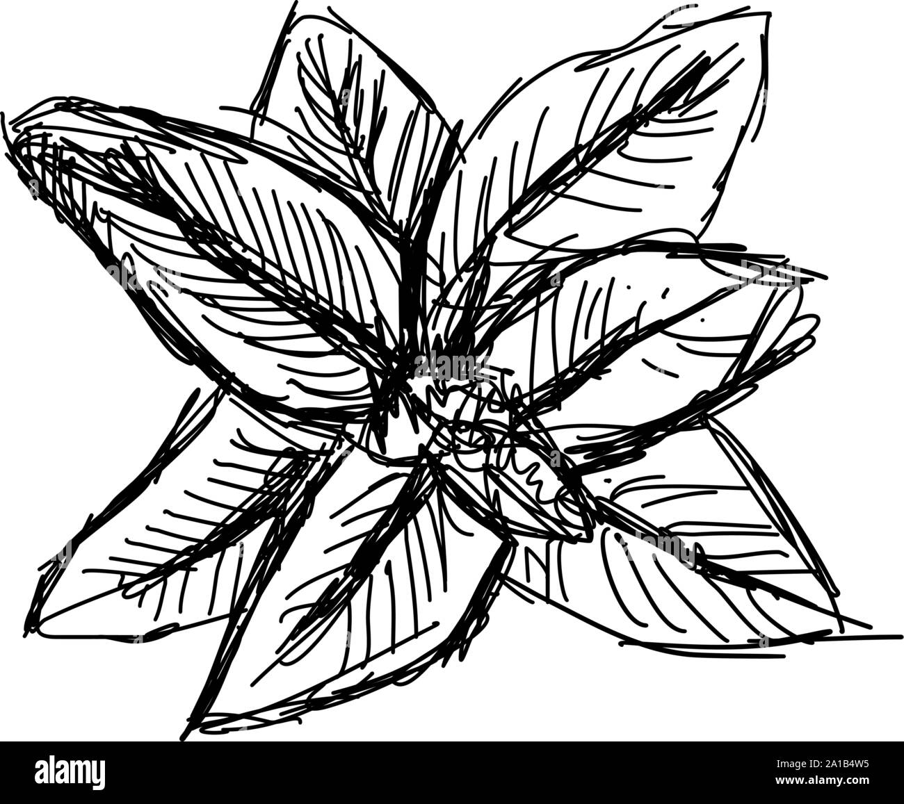 Mint drawing, illustration, vector on white background Stock Vector ...