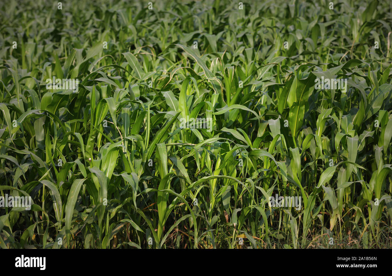 Sorghum fodder crop hi-res stock photography and images - Alamy