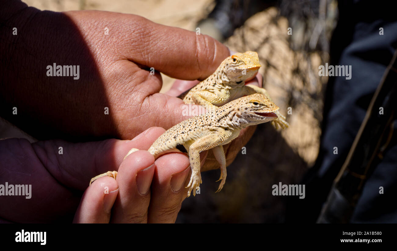 Two Mojave fringe-toed lizard getting hold in the Mojave desert, USA ...