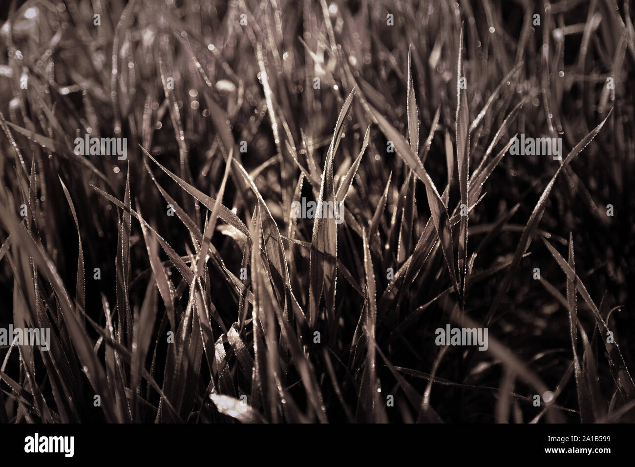 Raindrops grass blade of grass hi-res stock photography and images - Alamy