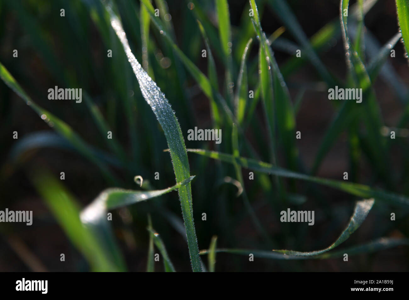 Blade of wheat hi-res stock photography and images - Alamy