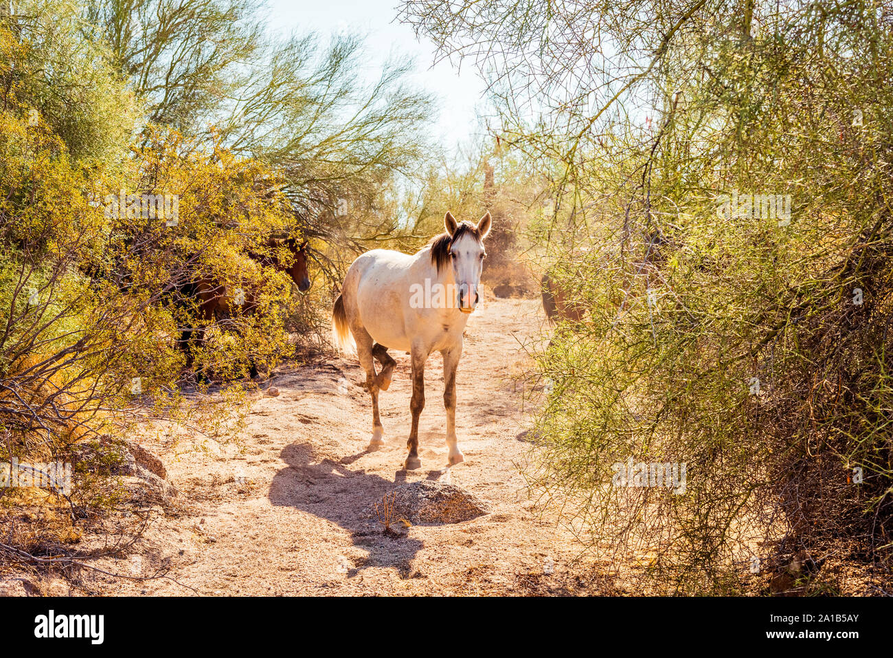White Salt River wild horse standing on the desert at the Lower Salt ...