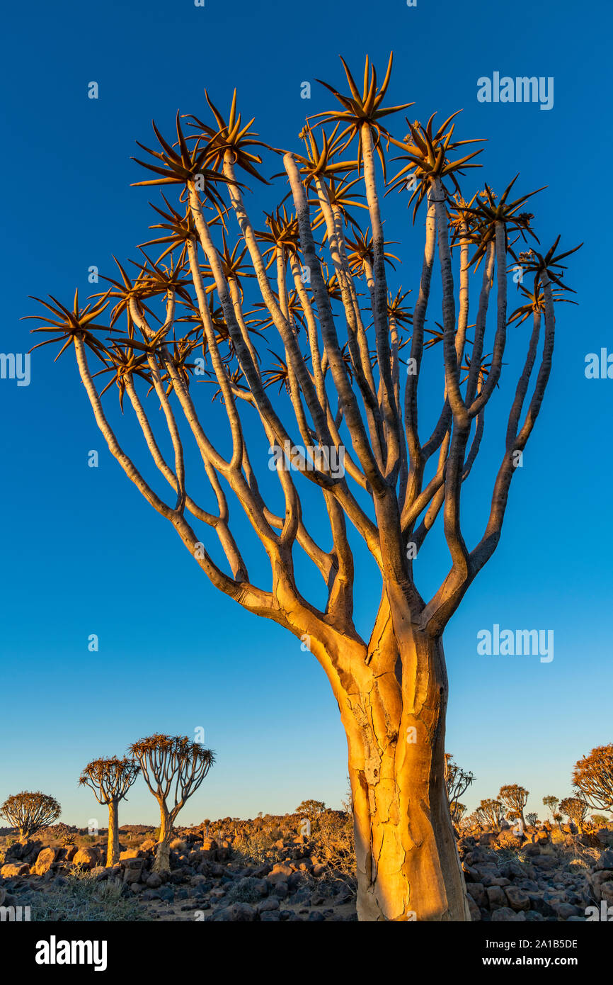 Quiver Tree or Aloidendron dichotomum, Quiver Tree Forest, Keetmanshoop ...