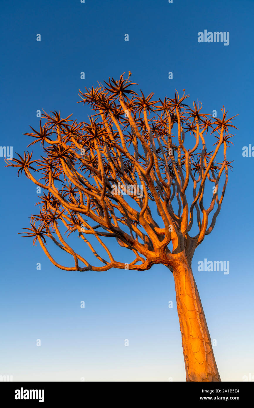 Quiver Tree or Aloidendron dichotomum, Quiver Tree Forest, Keetmanshoop ...
