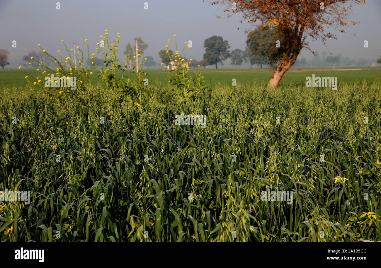 Fodder crop hi-res stock photography and images - Alamy