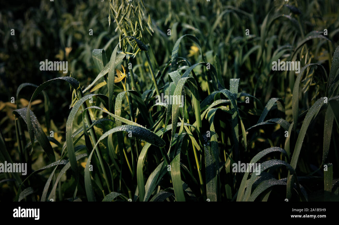 Fodder crop hi-res stock photography and images - Alamy