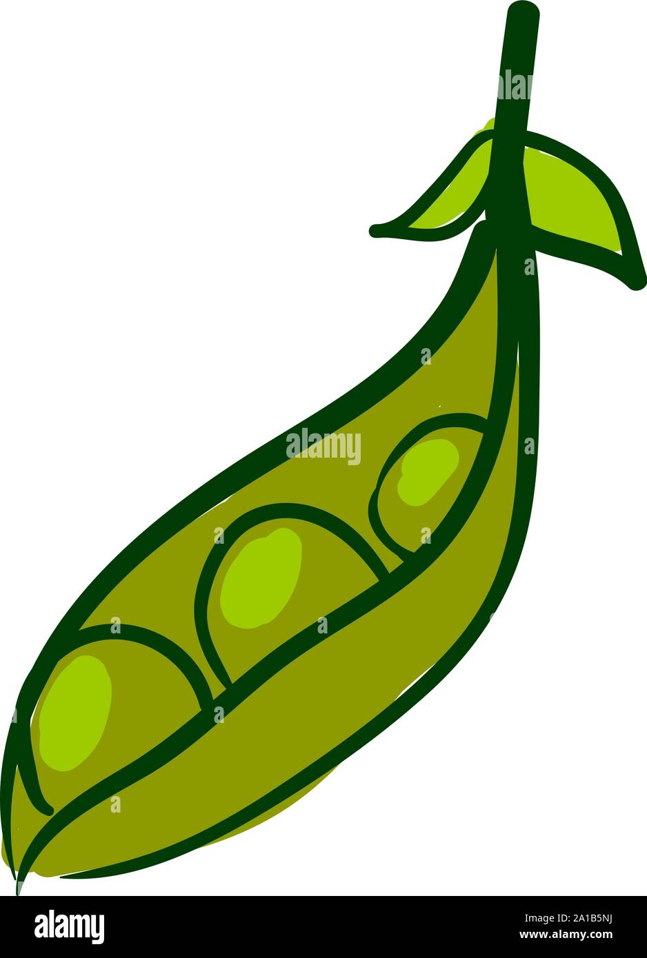 Fresh peas, illustration, vector on white background Stock Vector Image ...