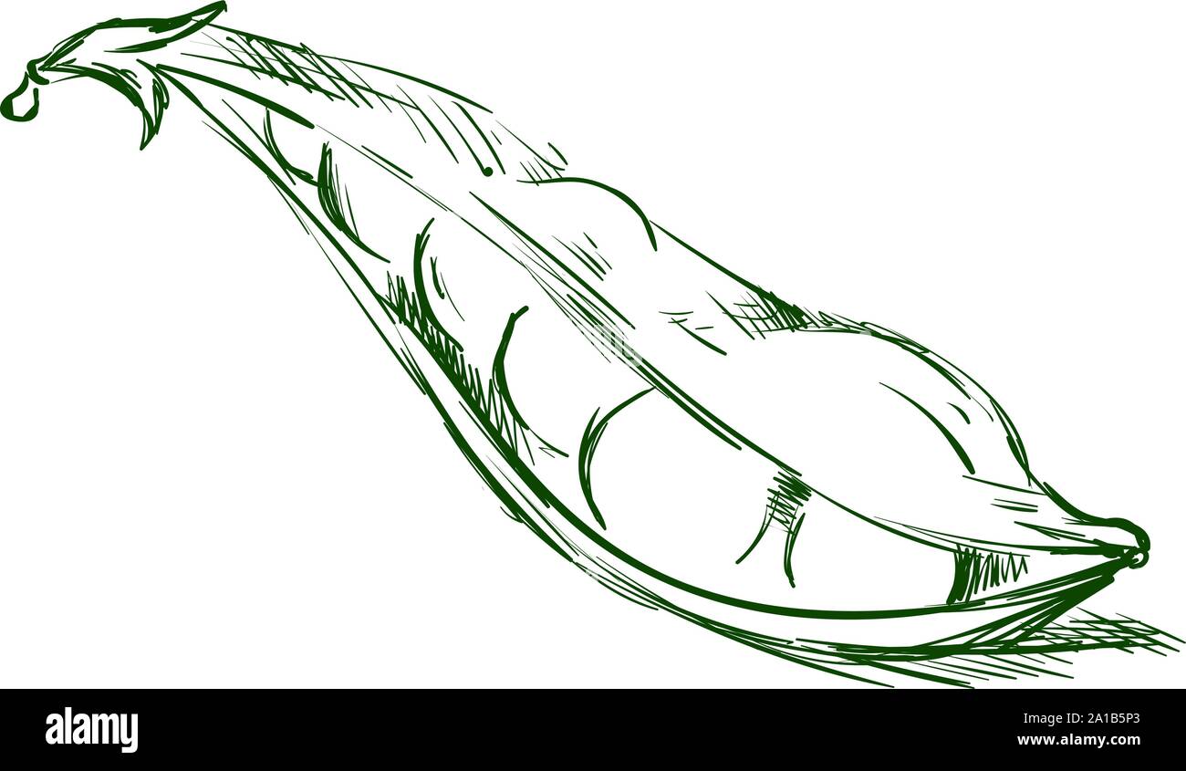 Peas drawing, illustration, vector on white background Stock Vector ...