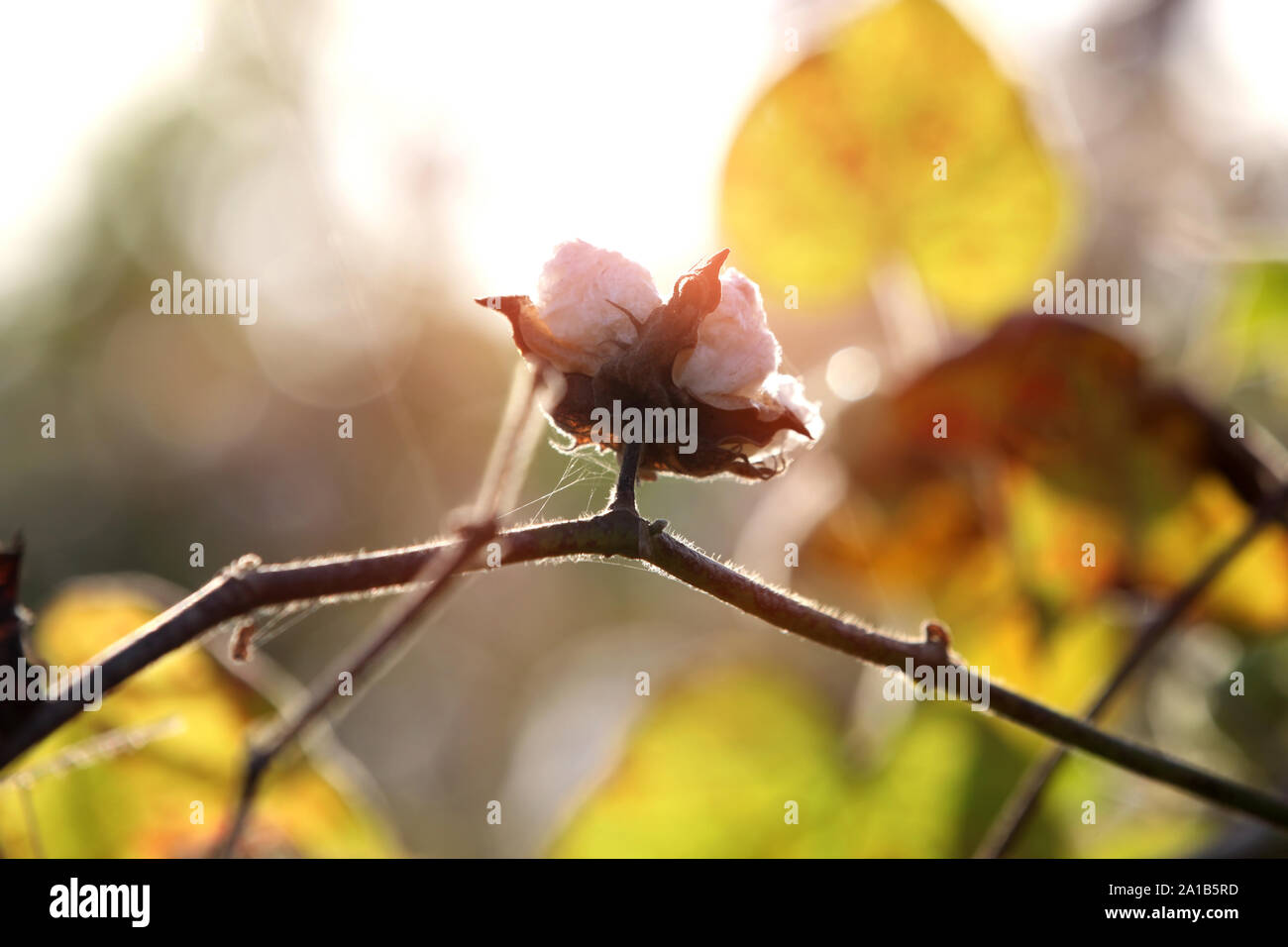 Cotton plant field hi-res stock photography and images - Alamy