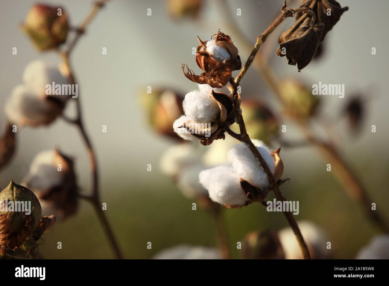 India cotton field hi-res stock photography and images - Alamy