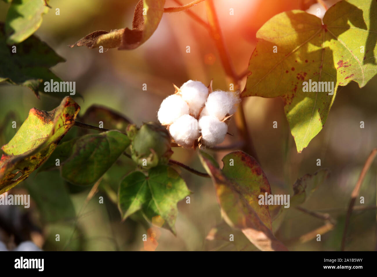 Raw cotton hi-res stock photography and images - Alamy