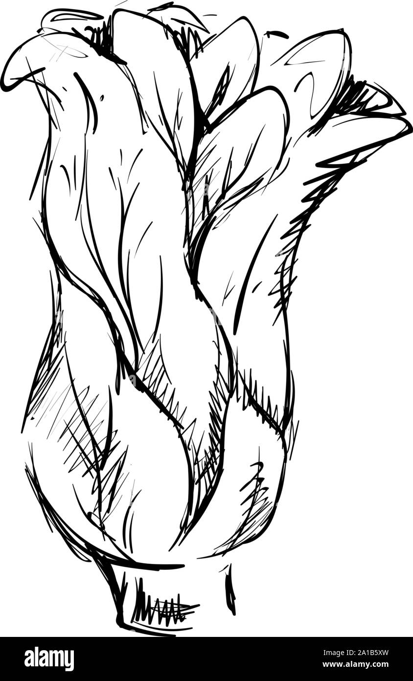 Lettuce drawing, illustration, vector on white background Stock Vector ...