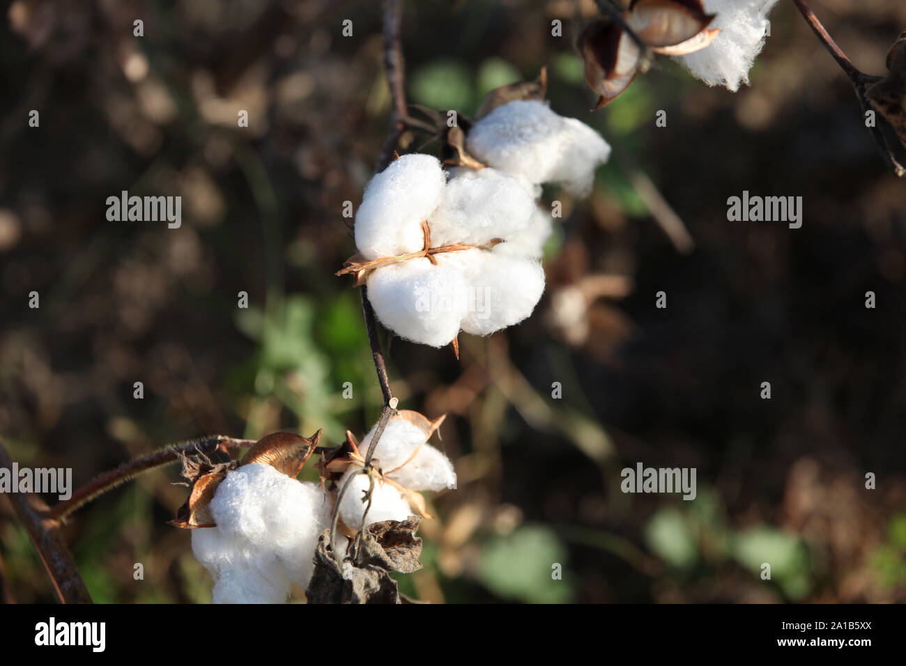 India cotton field hi-res stock photography and images - Alamy