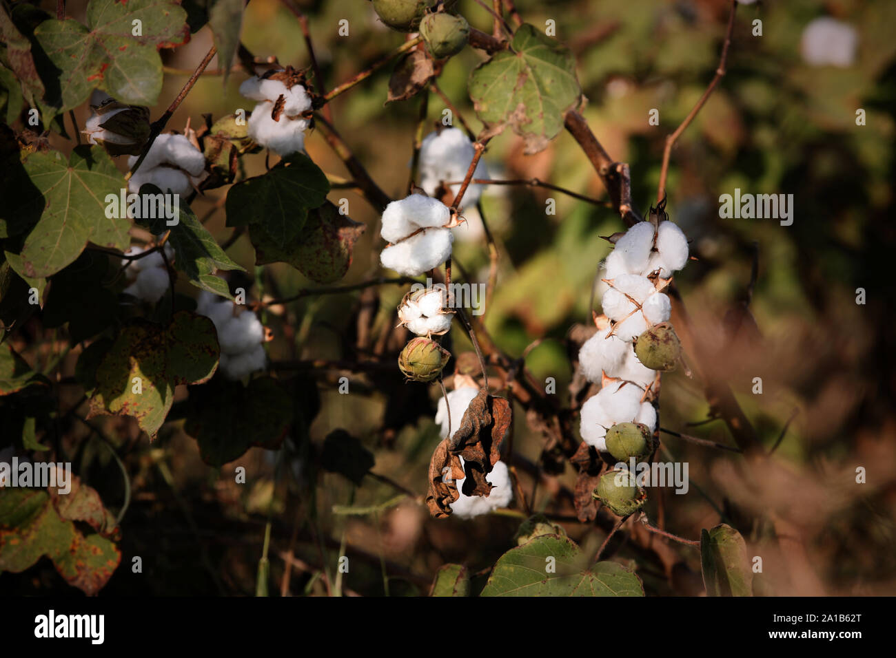 Cotton field people india hi-res stock photography and images - Alamy