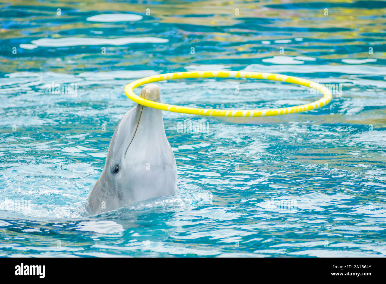 Cute Dolphin Spinning a Hula Hoop Stock Photo - Alamy