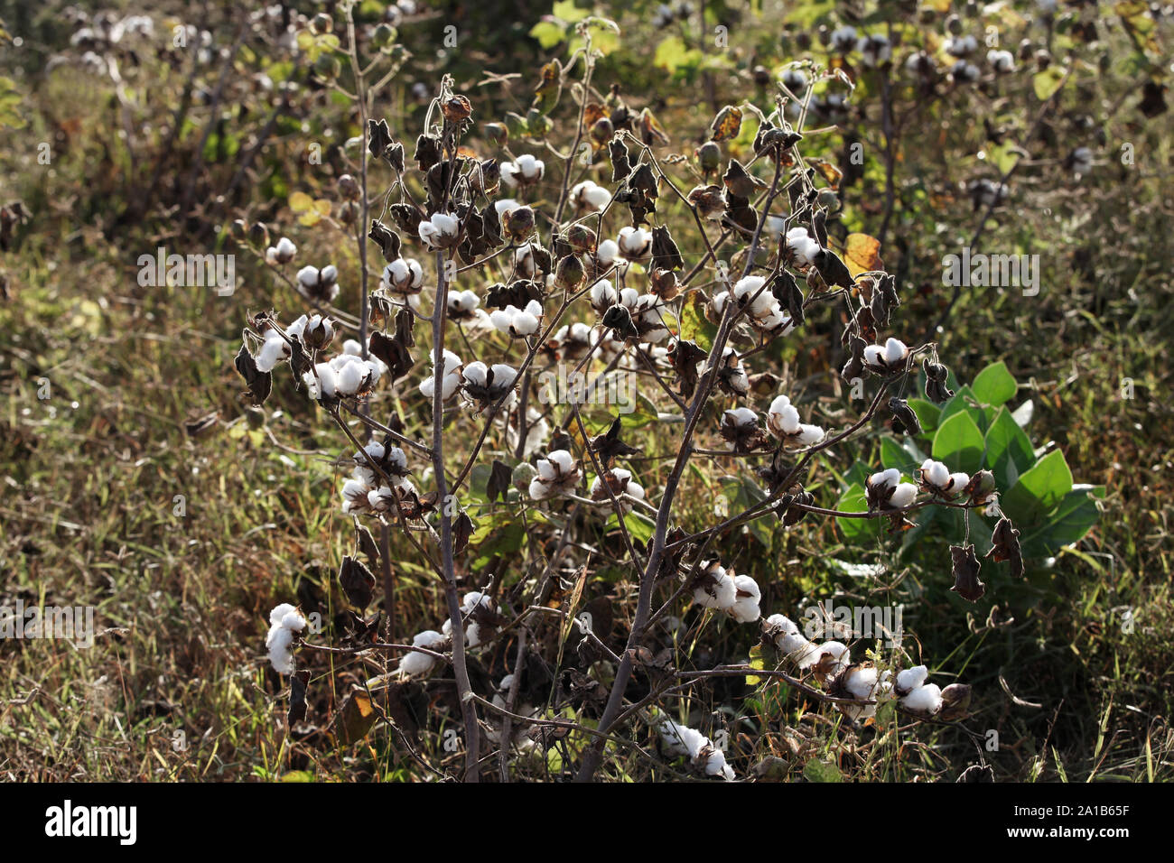 India cotton farm hi-res stock photography and images - Alamy