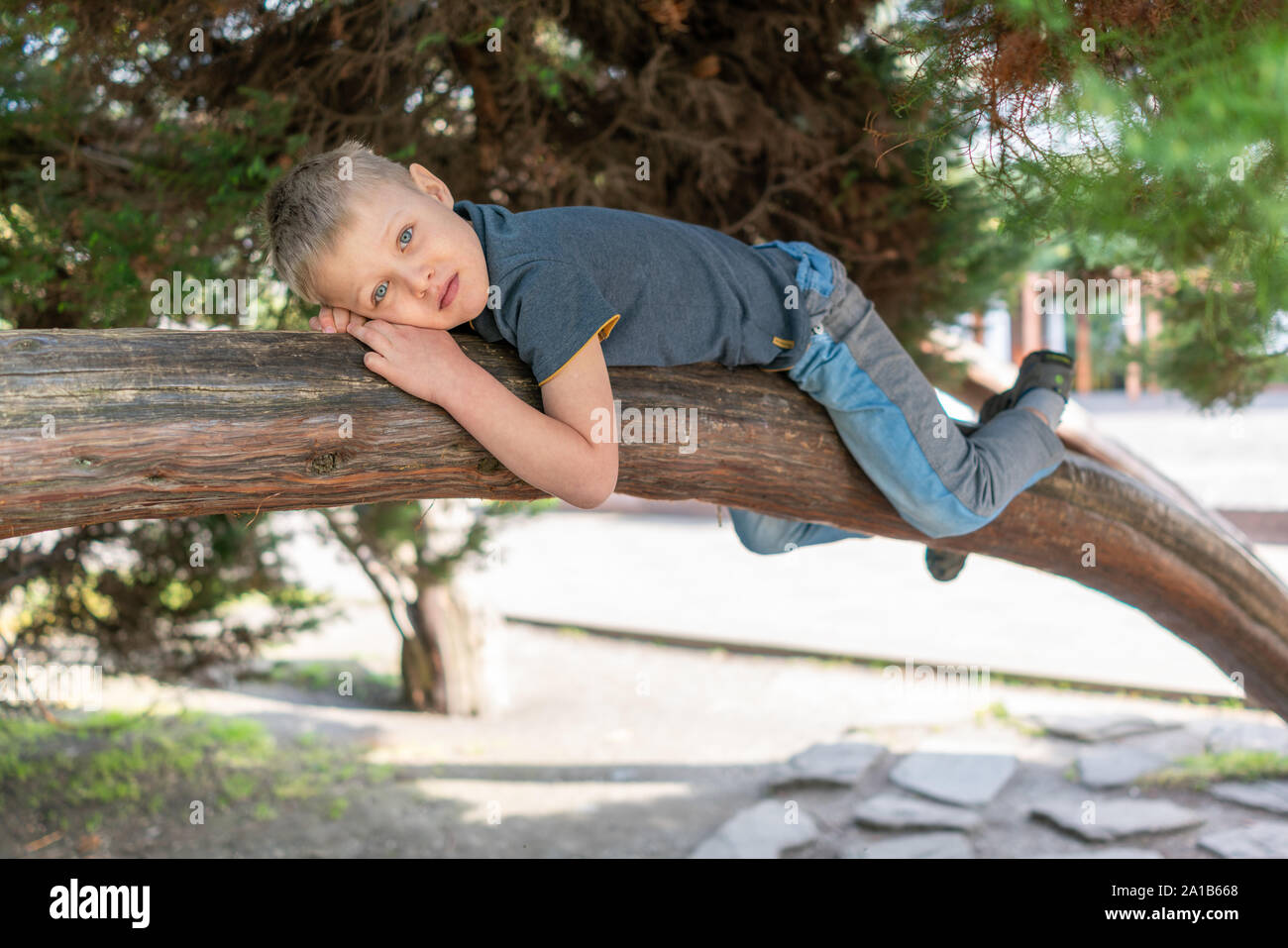 A little boy climbed a tree and rests. The boy lies on a thick branch ...