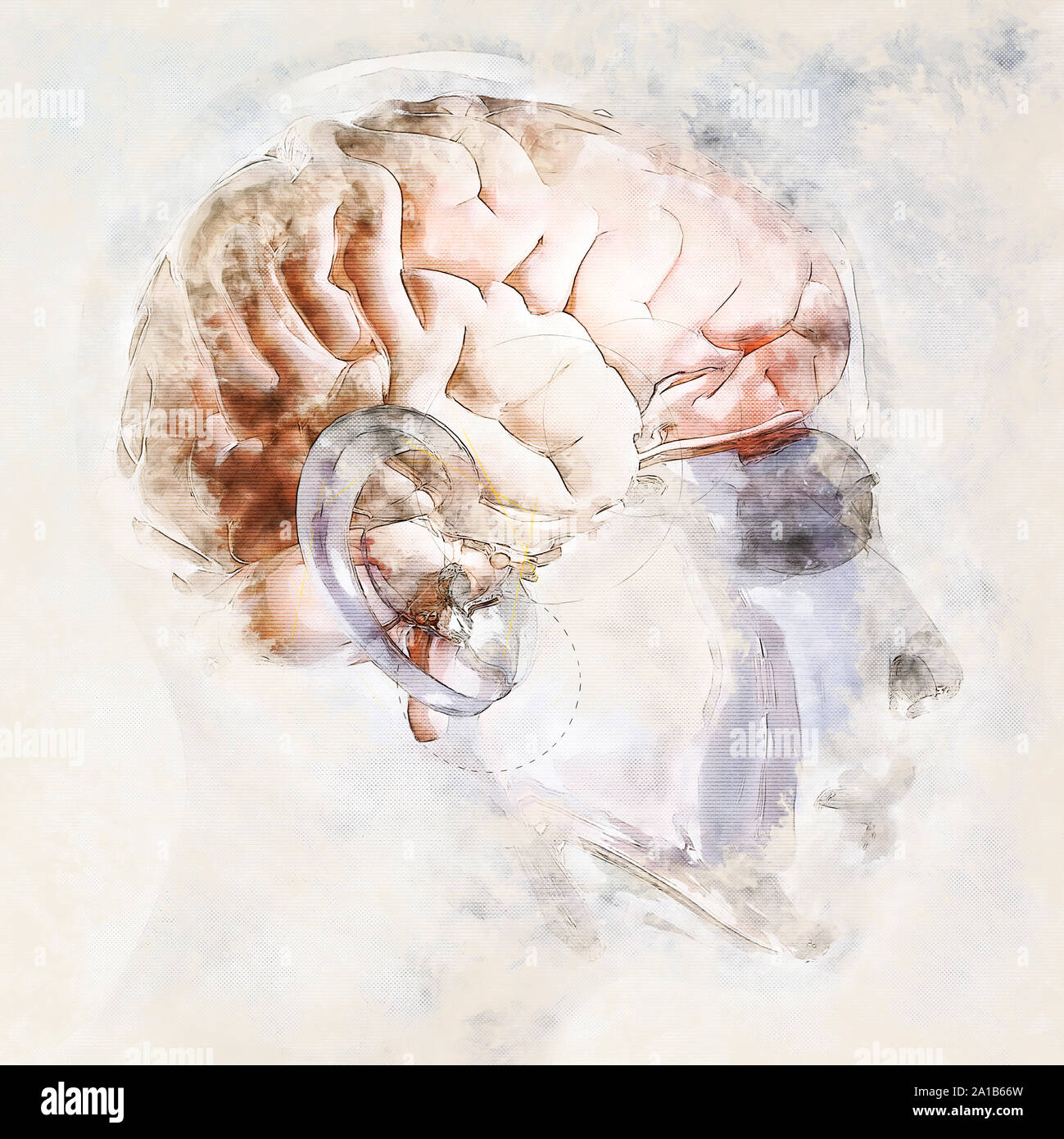 Scribble brain hi-res stock photography and images - Alamy