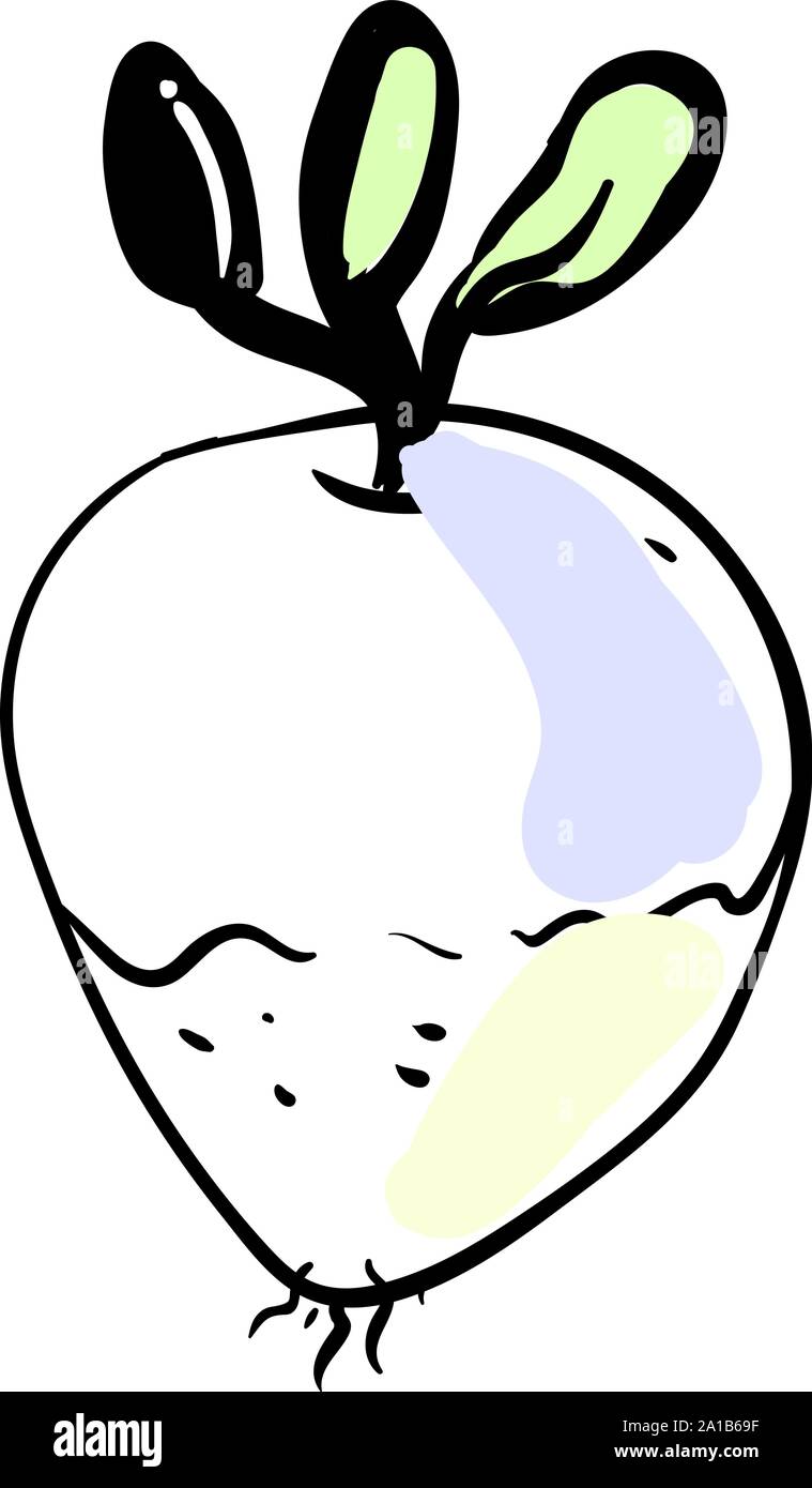 Rutabaga drawing, illustration, vector on white background Stock Vector ...
