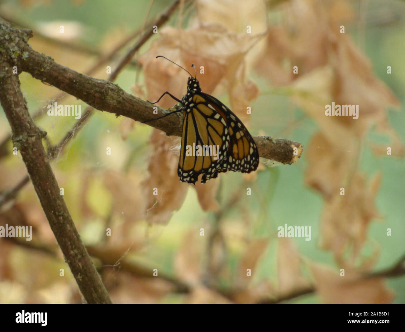 Monarch Butterfly in forest autumn color change Stock Photo - Alamy