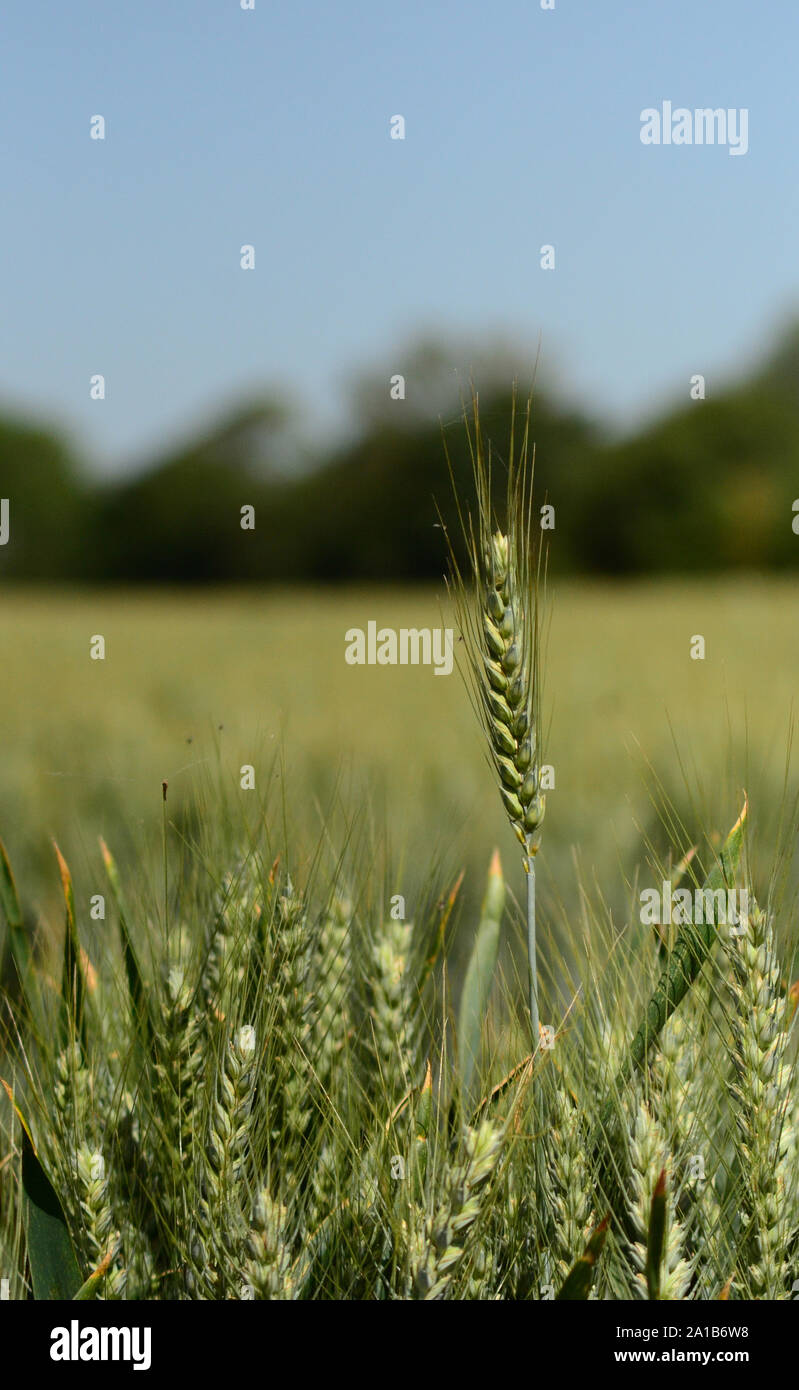 Wheat crop landscape image, British agriculture, agricultural landscape ...