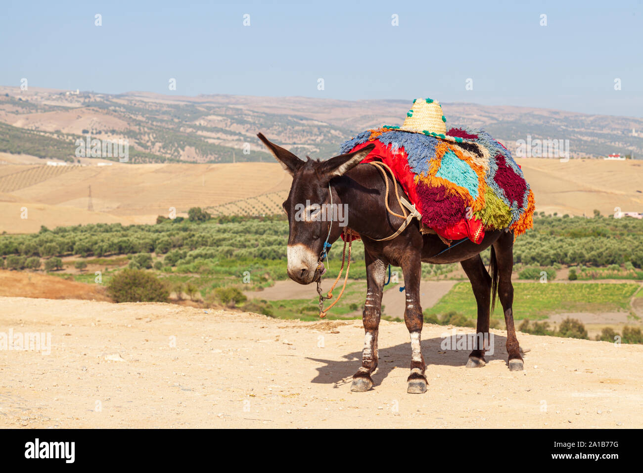 Saddle mule hi-res stock photography and images - Alamy