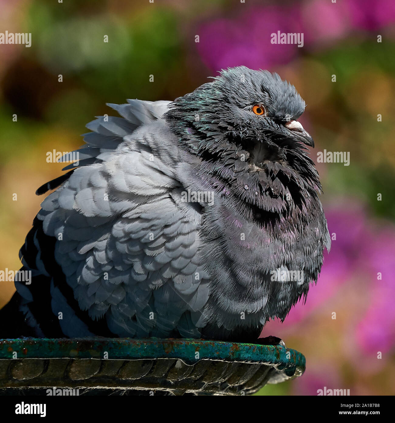 Rock Pigeon Bathing Columba livia Colored Background Cadiz Andalucia ...