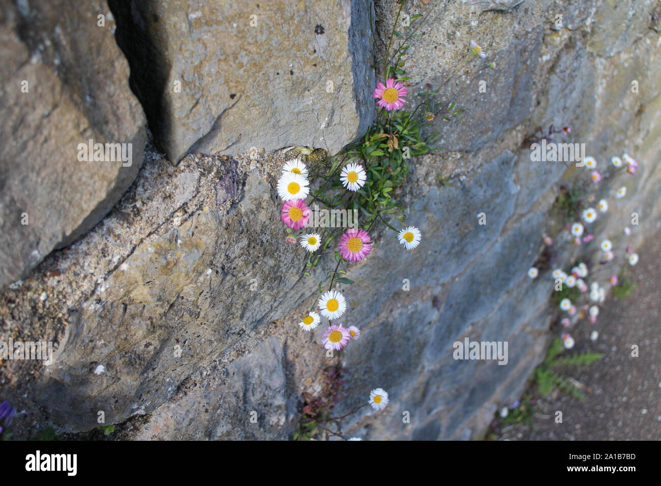 American daisy hi-res stock photography and images - Alamy