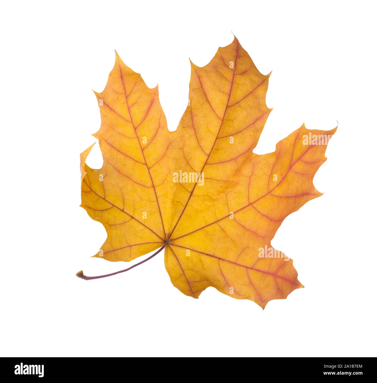 Autumn orange Maple leaf isolated on white background Stock Photo - Alamy