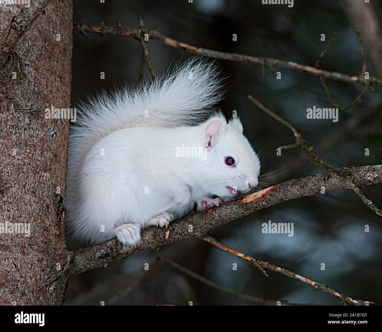 Cute Baby White Squirrel