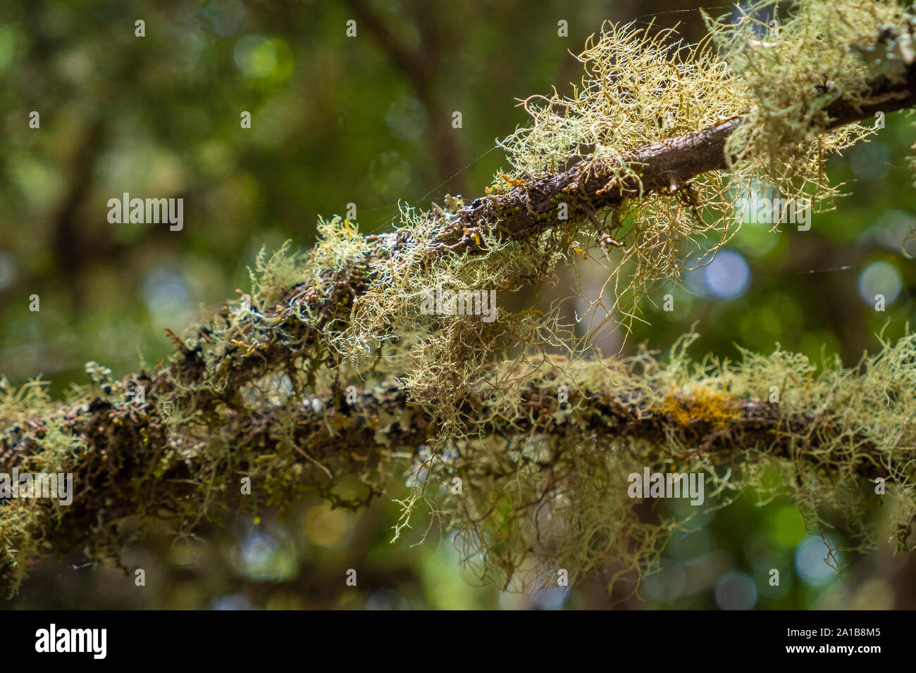 Walk through the jungle in the middle of La Gomera, Canaria Islands ...