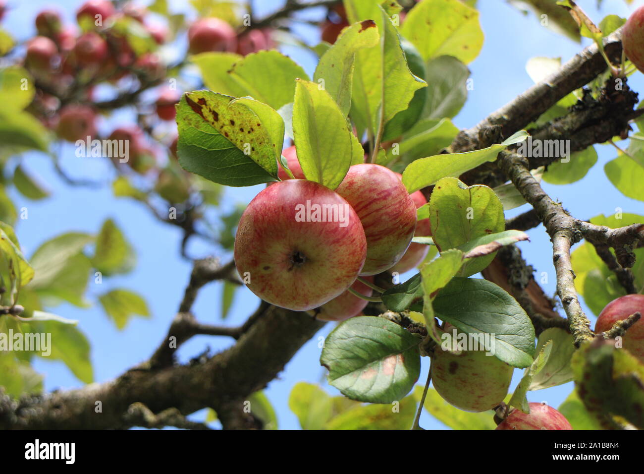 Devon apple tree hi-res stock photography and images - Alamy