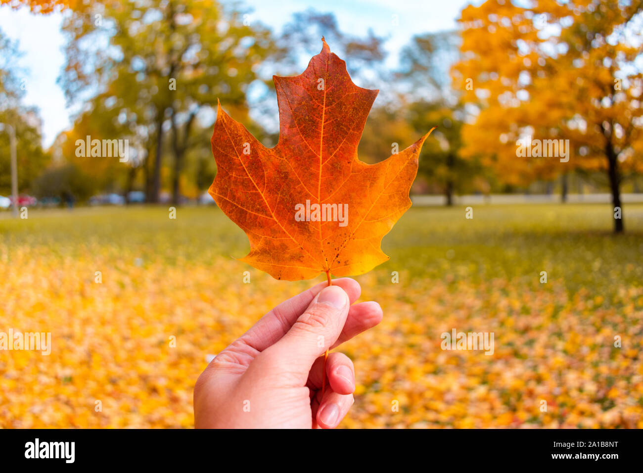 Single Leaf Held in Lincoln Park Chicago During Autumn Stock Photo - Alamy