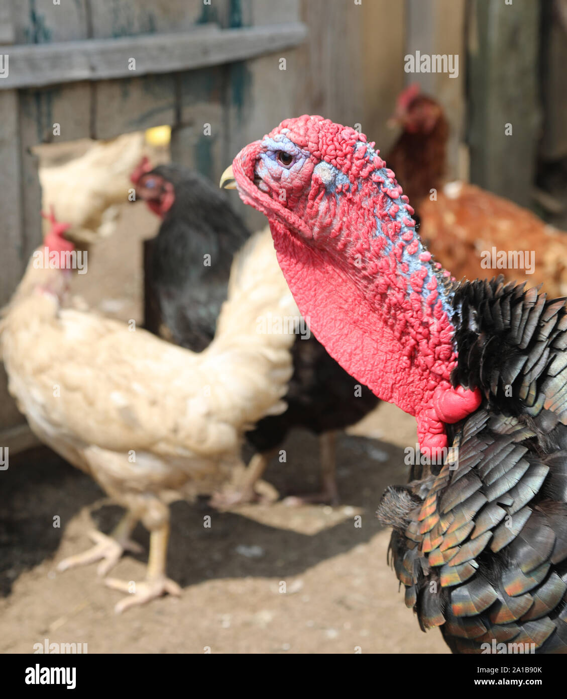 Turkey Chicken Cross