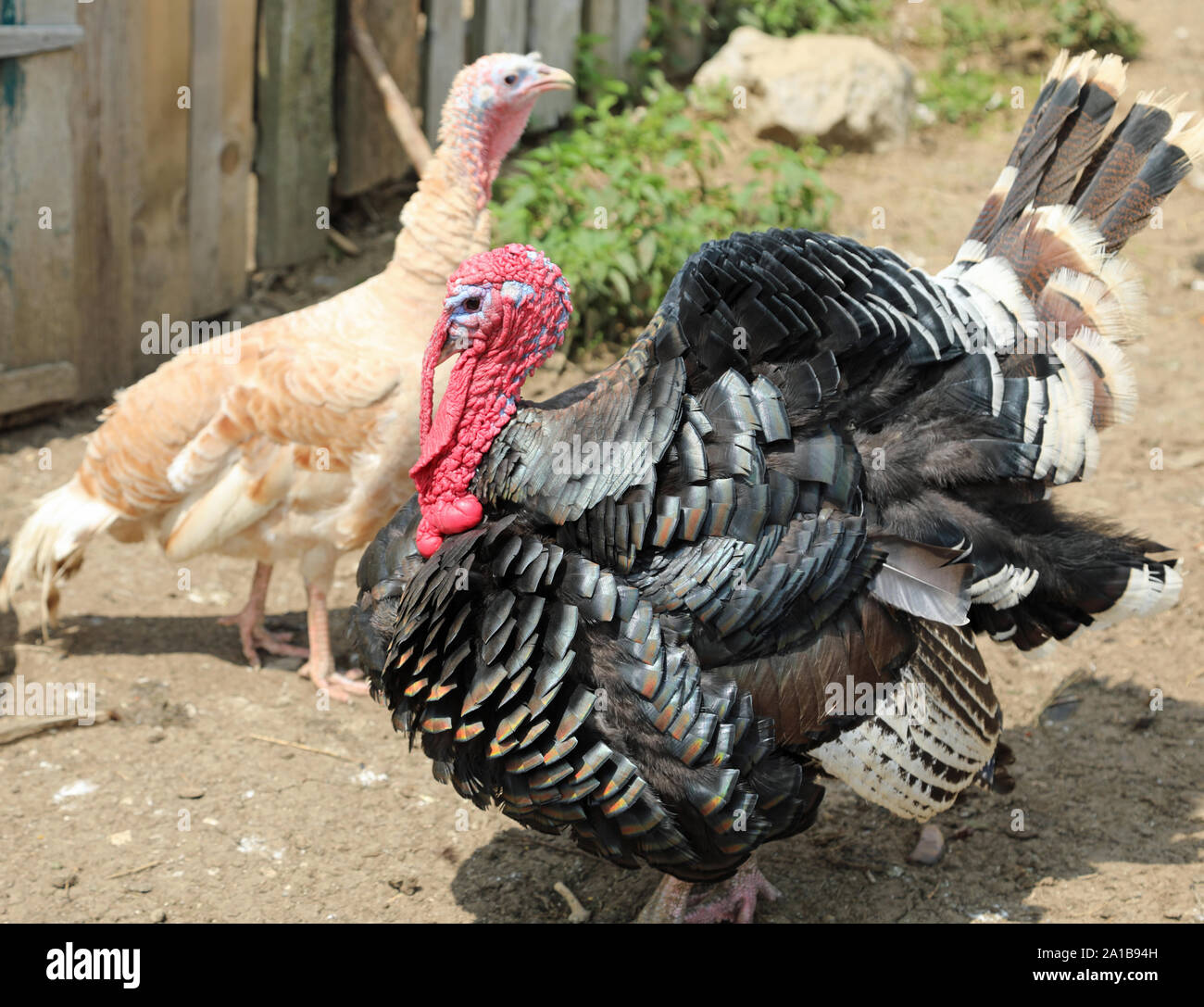 Globber hi-res stock photography and images - Alamy