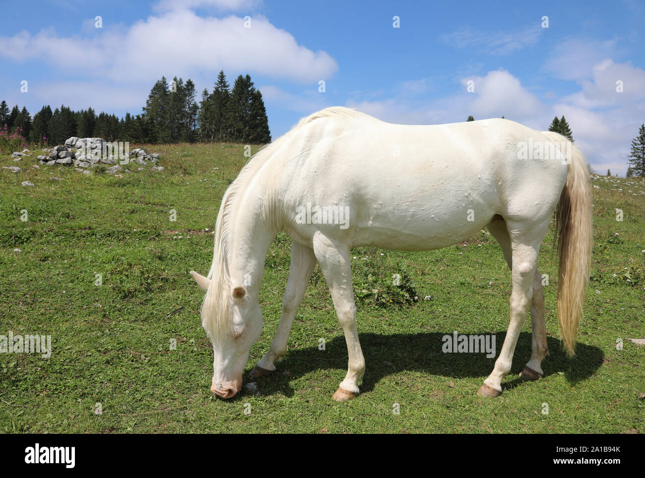 white albino young horse while grazing in mountain Stock Photo - Alamy