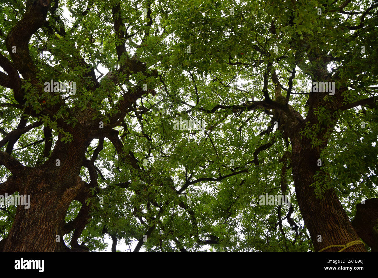 Camphor trees, meiji shrine, shibuyu, tokyo, japan Stock Photo - Alamy