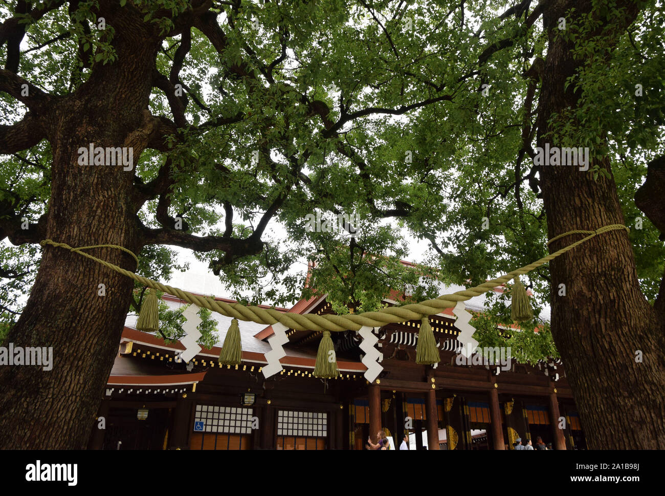 Symbols hung on rope around camphor trees, meiji shrine, shibuyu, tokyo ...