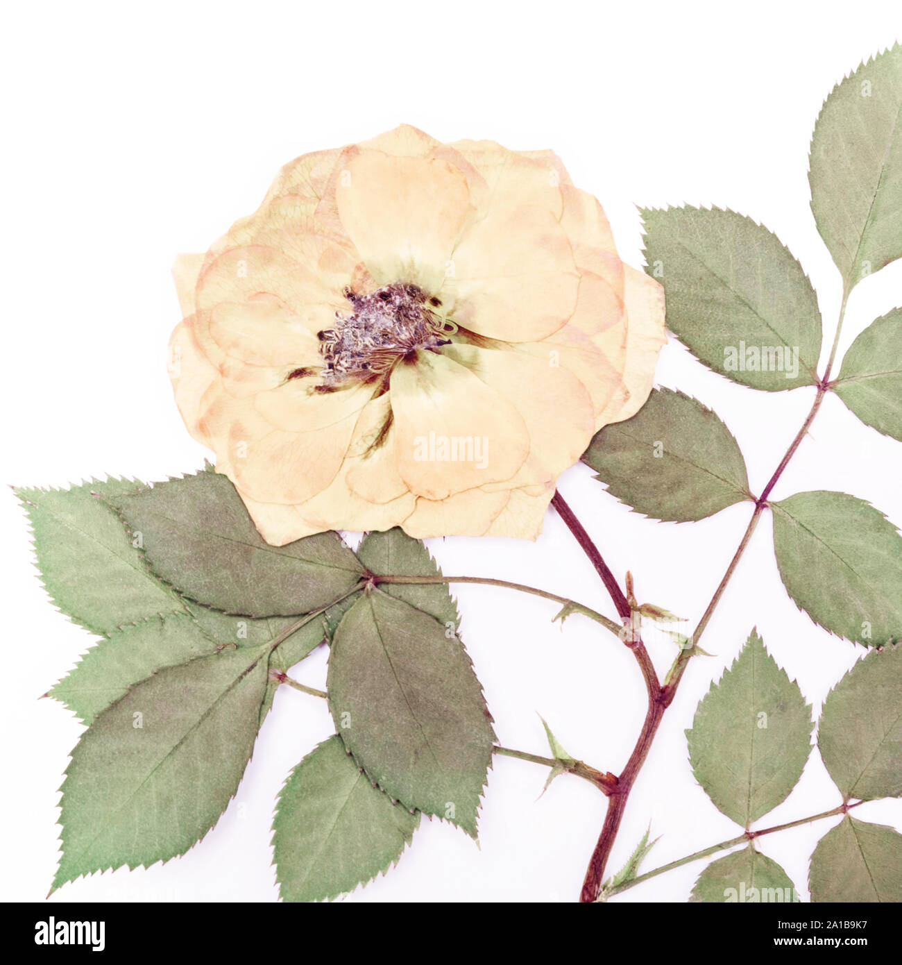Pressed and dried rose flower background Stock Photo - Alamy
