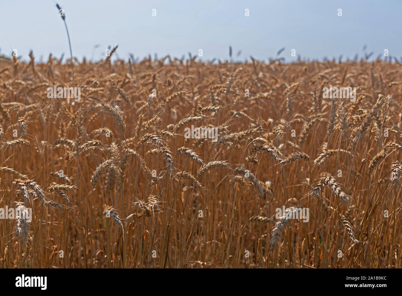 Canadian wheat hi-res stock photography and images - Alamy