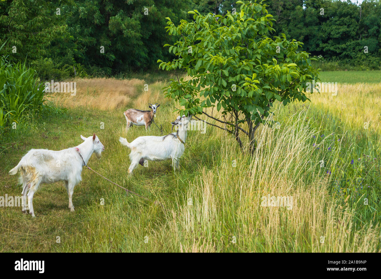 Three goats hi-res stock photography and images - Alamy