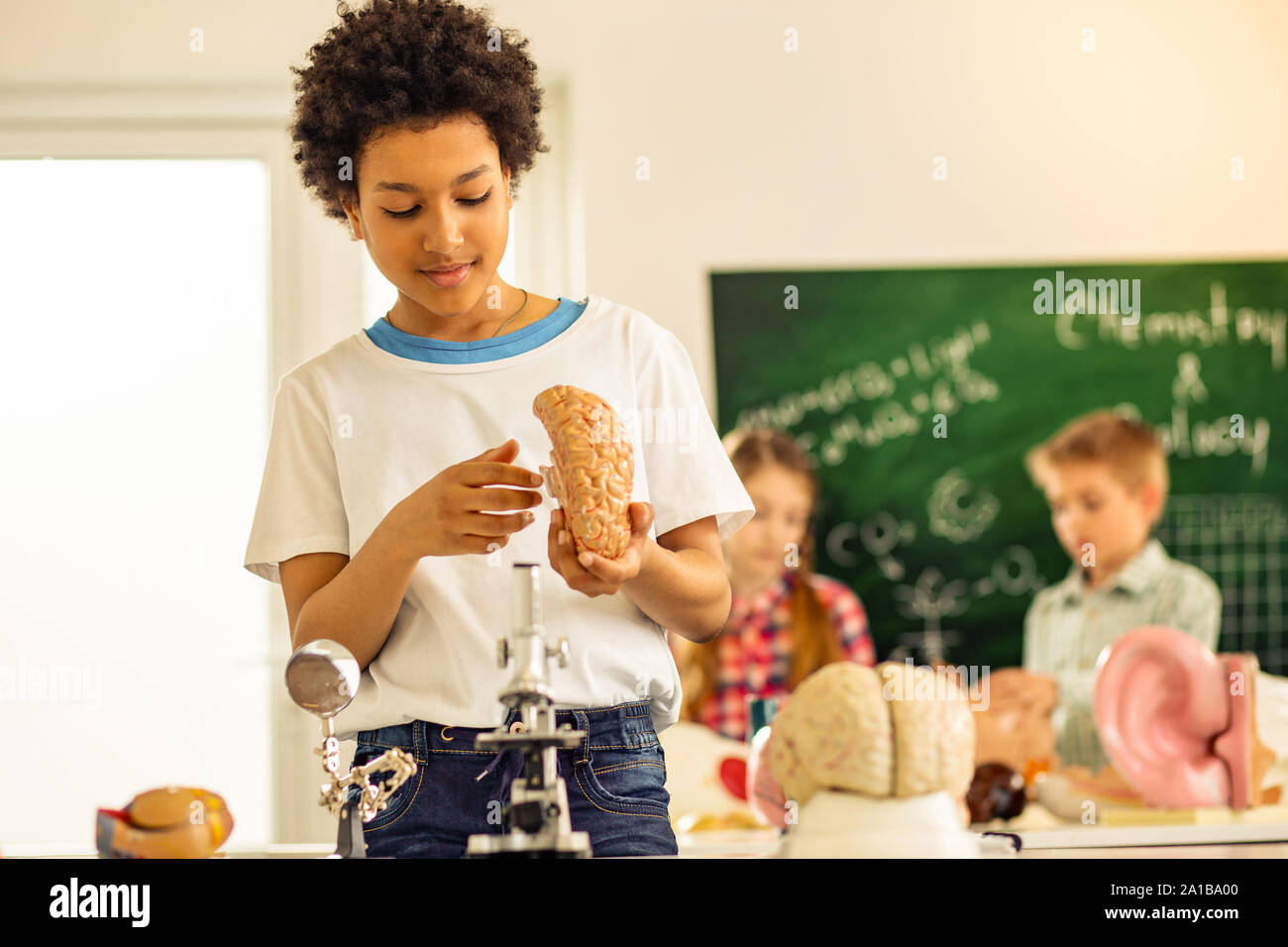 Cheerful curly-haired pupil examining model of brains Stock Photo - Alamy