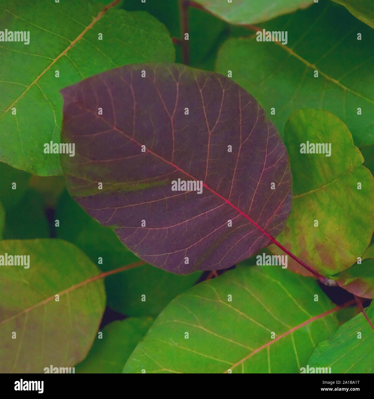 Leaf color contrast hi-res stock photography and images - Alamy