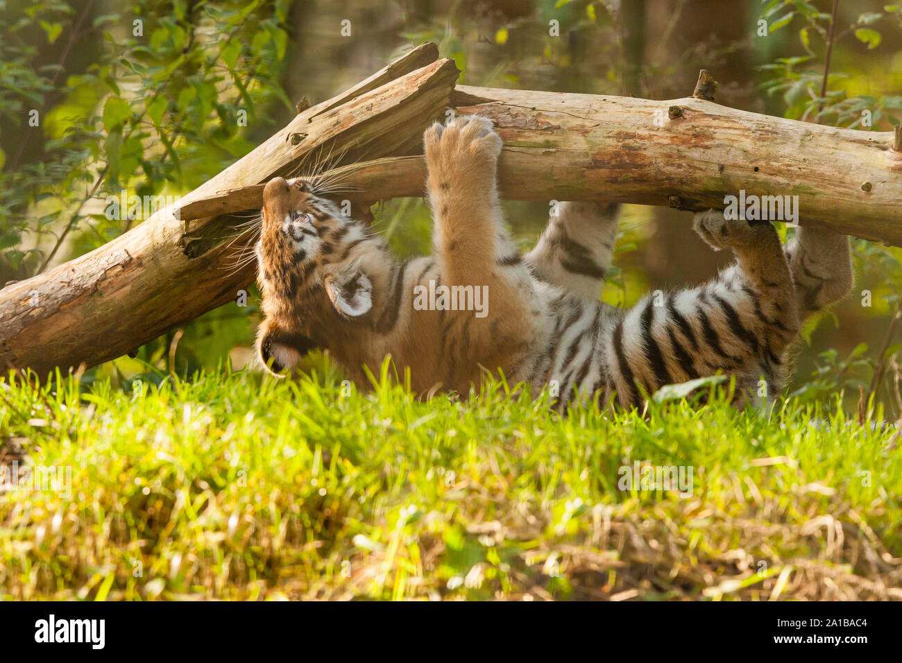 Tiger resting under tree hi-res stock photography and images - Alamy