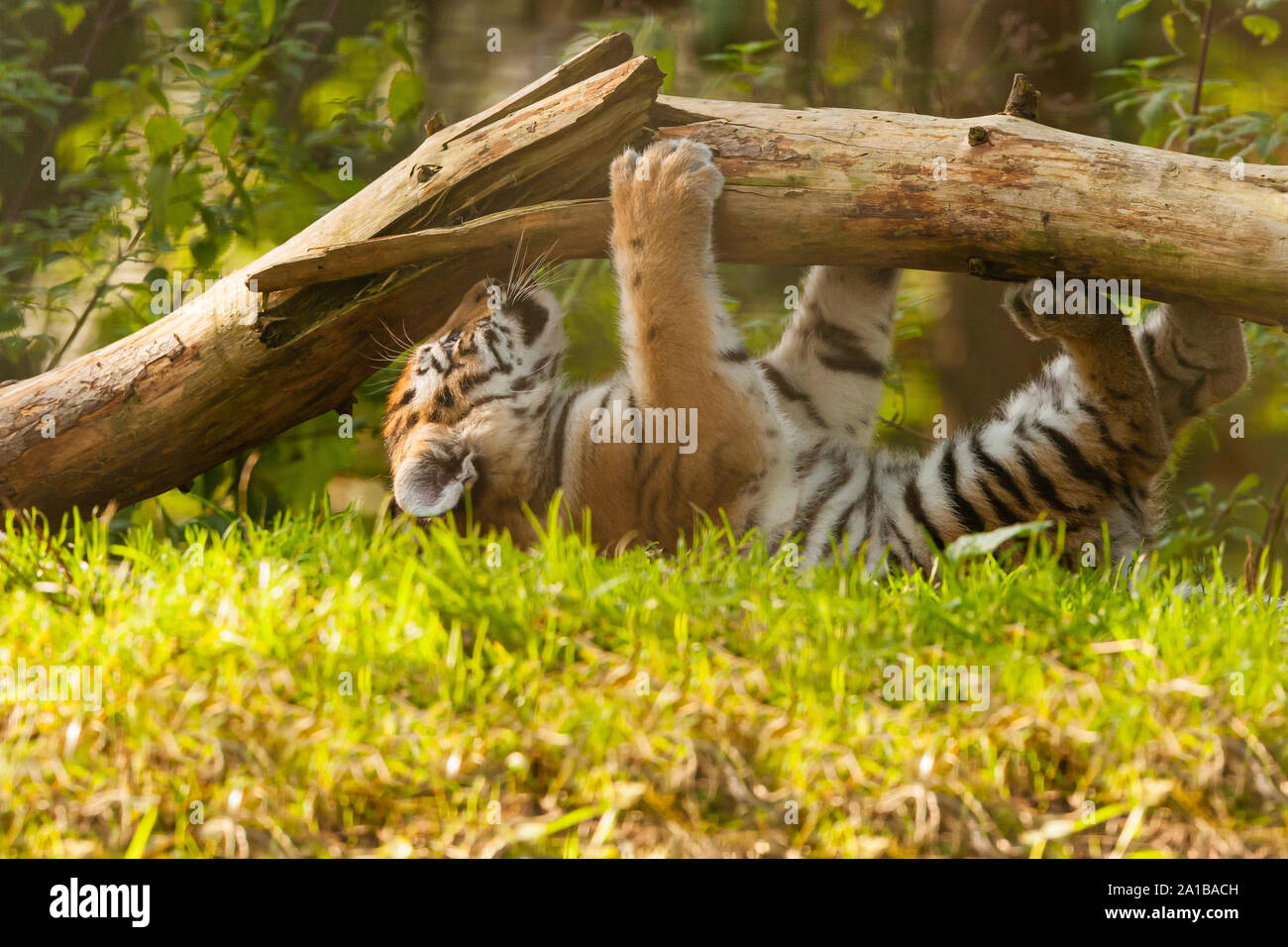 Tiger resting under tree hi-res stock photography and images - Alamy