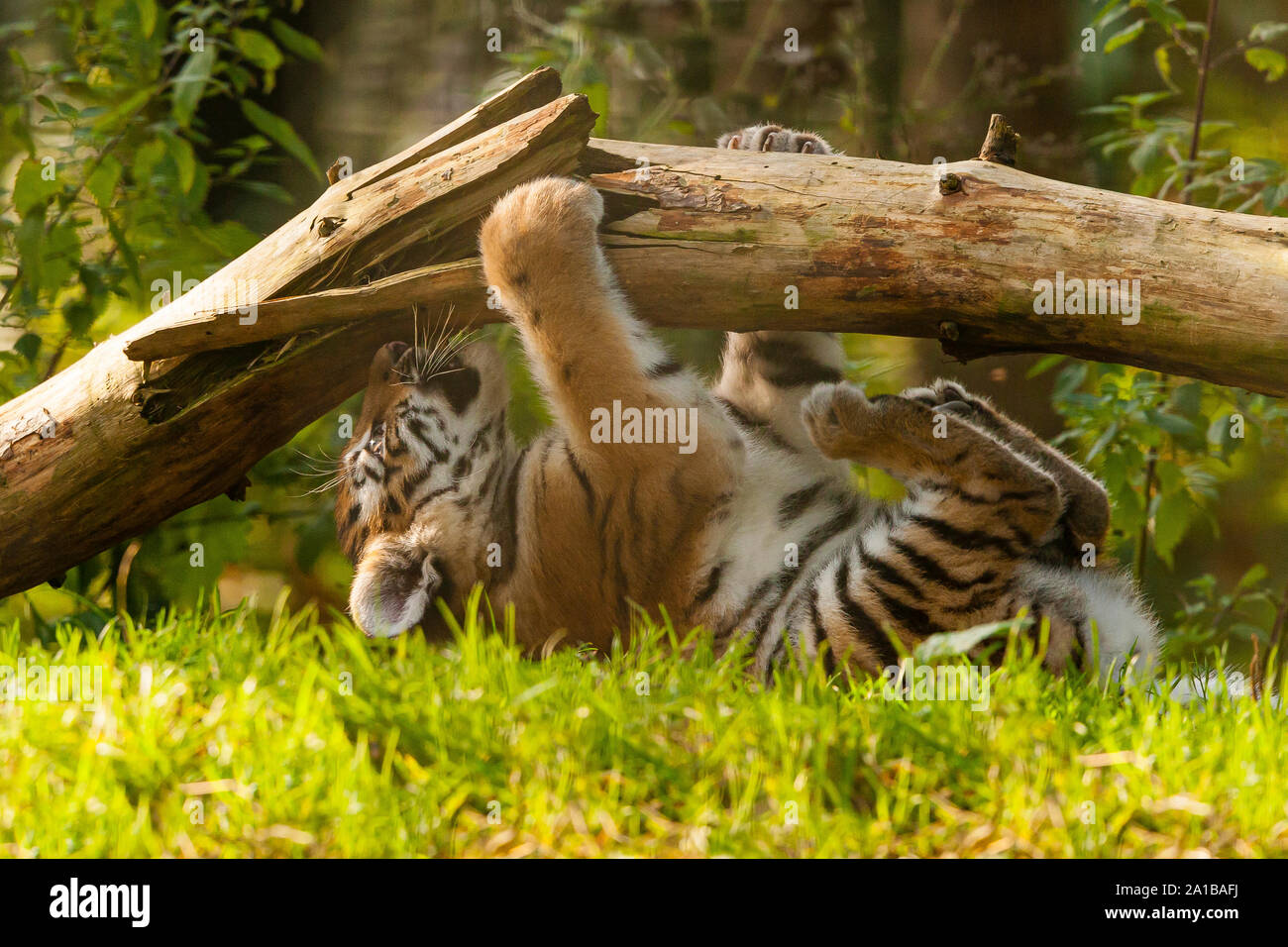 Tiger resting under tree hi-res stock photography and images - Alamy
