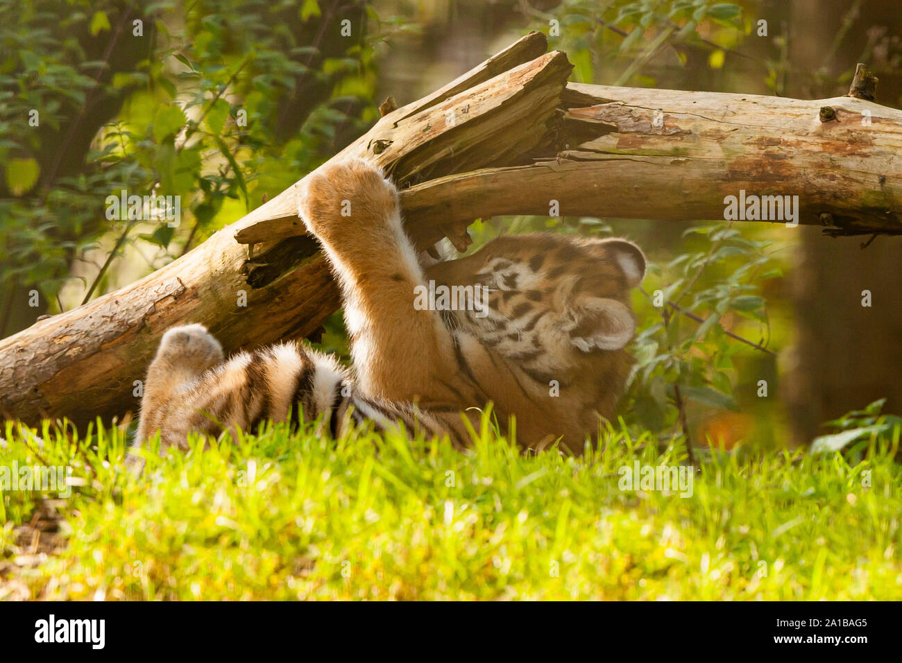 Amur/Siberian Tiger Cub (Panthera Tigris Altaica) under a fallen Tree ...
