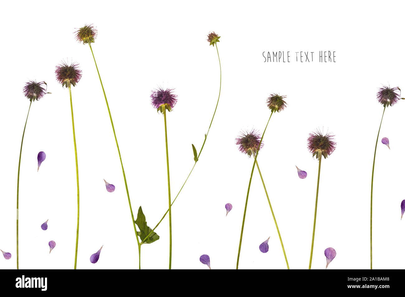 Dried leaf pressed Cut Out Stock Images & Pictures - Alamy