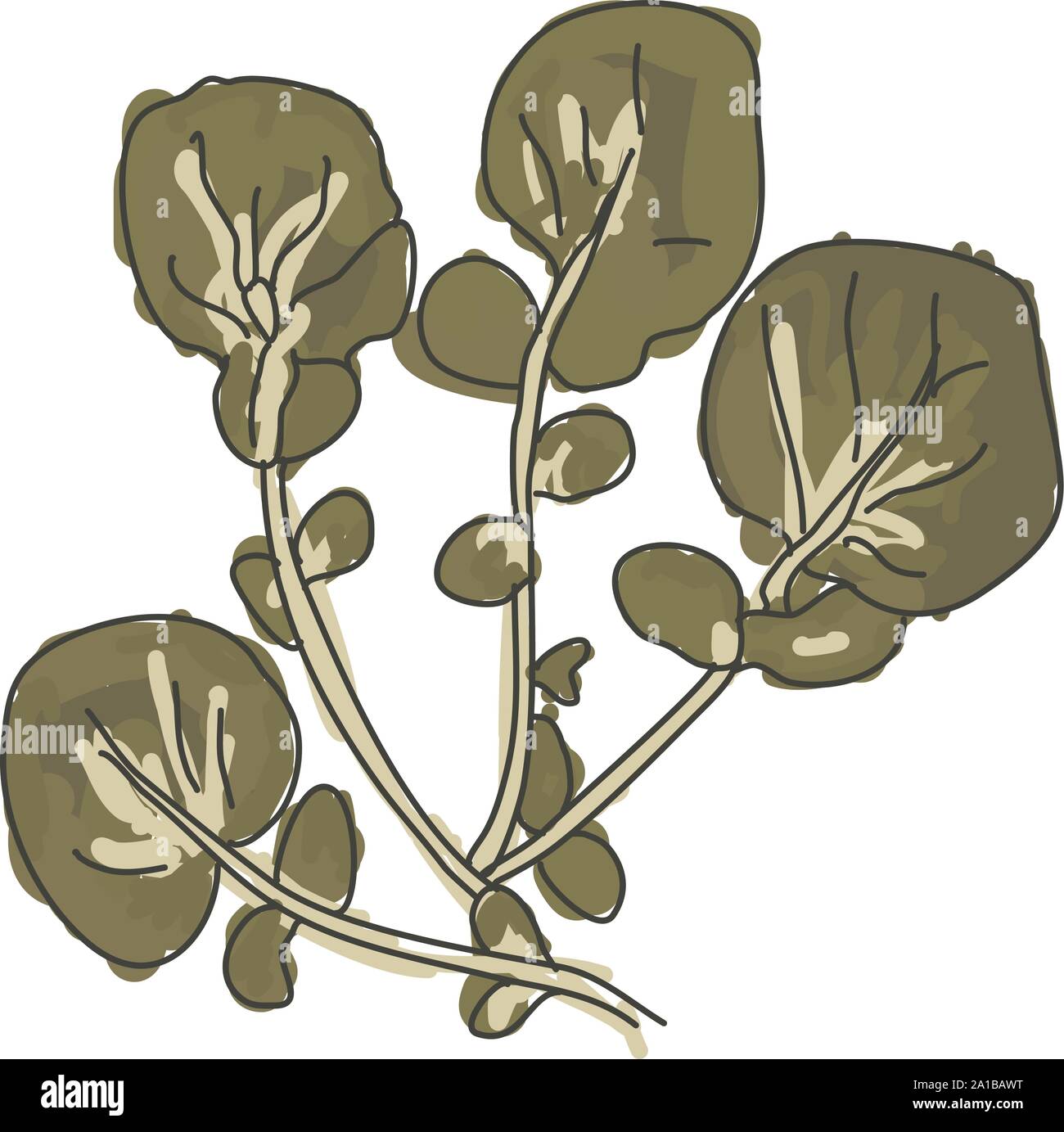 Watercress plant Stock Vector Images - Alamy